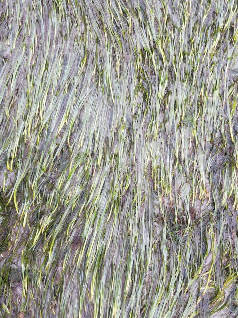 Eelgrass from Sitka, AK on April 29, 2017 at 09:20 AM by M. Goff ...