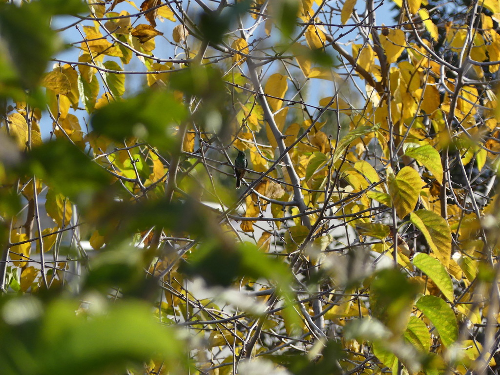 Red-tailed Comet from Godoy Cruz, Mendoza Province, Argentina on May 23 ...