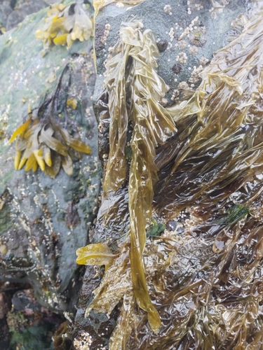 Pyropia abbottiae · iNaturalist