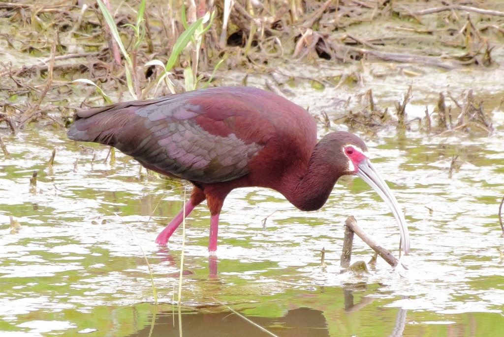 White-faced Ibis (McNary Natl. Wildlife Refuge, WA - BIRDS) · iNaturalist