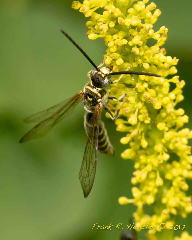 New World Banded Thynnid Wasps from Eastside Elementary, Clinton, MS ...