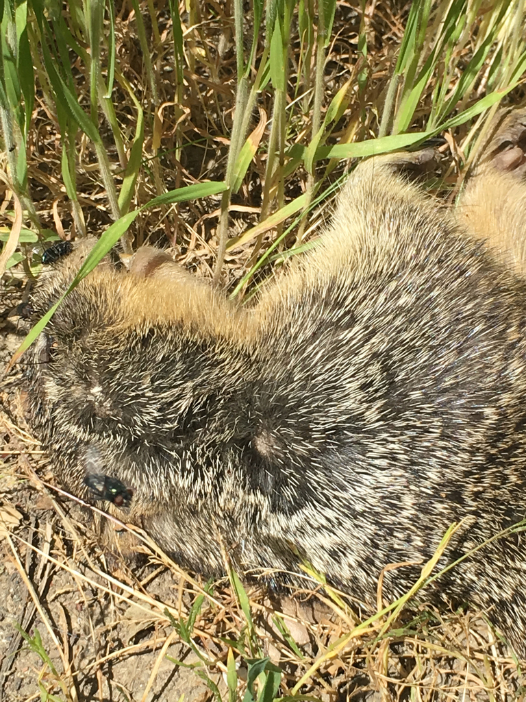 California Ground Squirrel from Los Padres National Forest, San Luis ...
