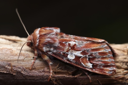 Panolis japonica · iNaturalist