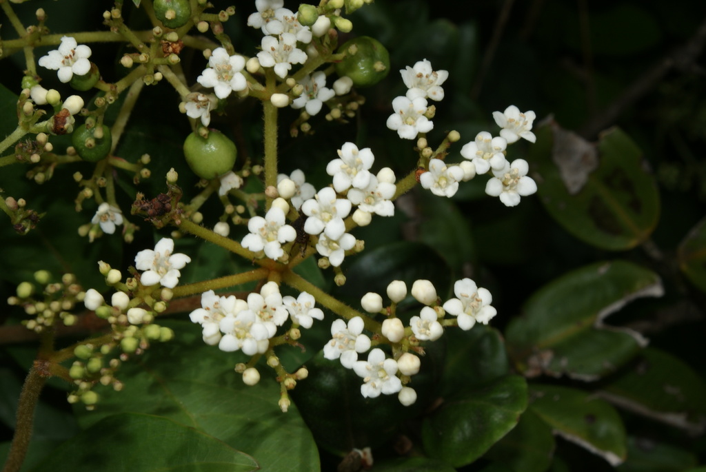 Garrocho (Árboles de siembras de la FHB) · iNaturalist