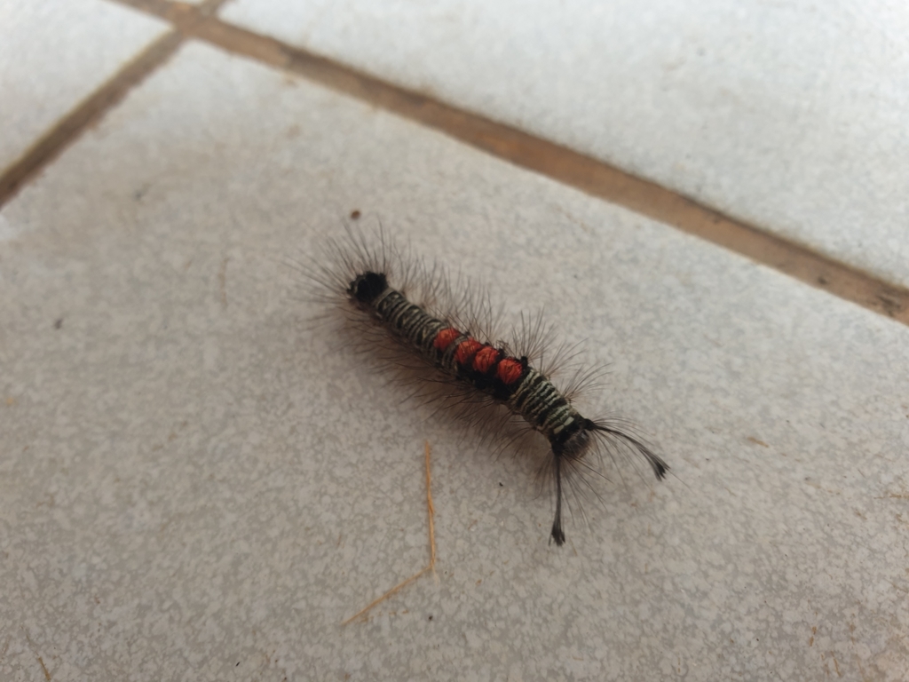 Ilema costalis from Chiang Dao, Chiang Dao District, Chiang Mai 50170 ...