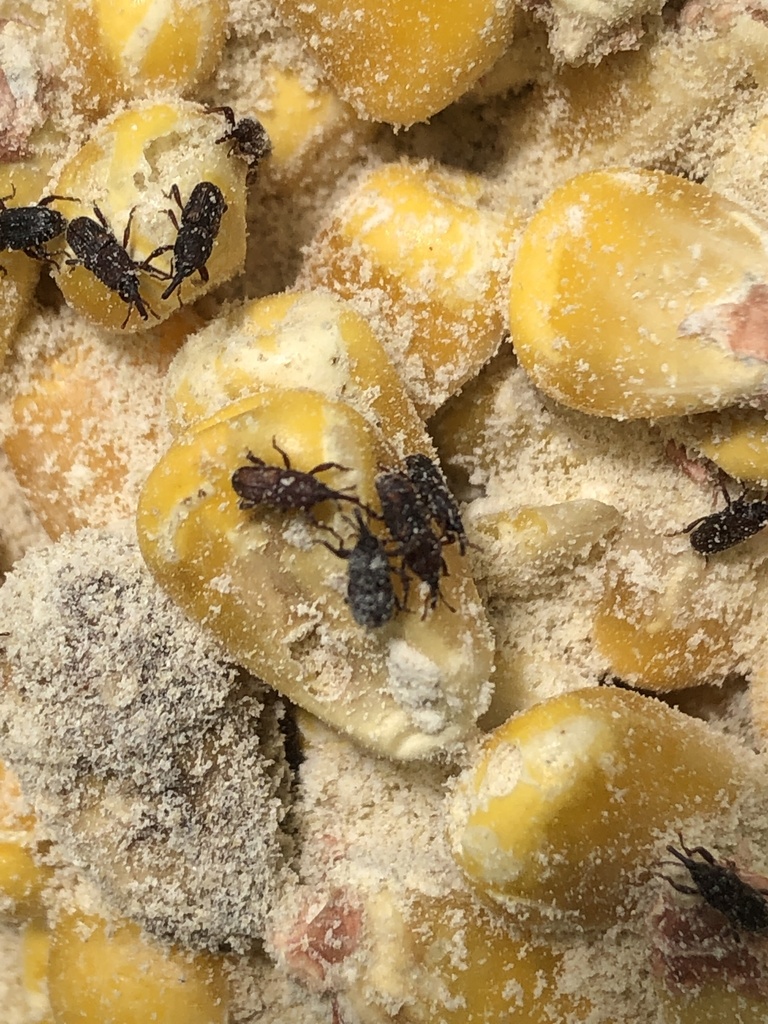 Maize Weevil from Mark Ct, Woodstock, GA, US on May 26, 2020 at 02:11 ...