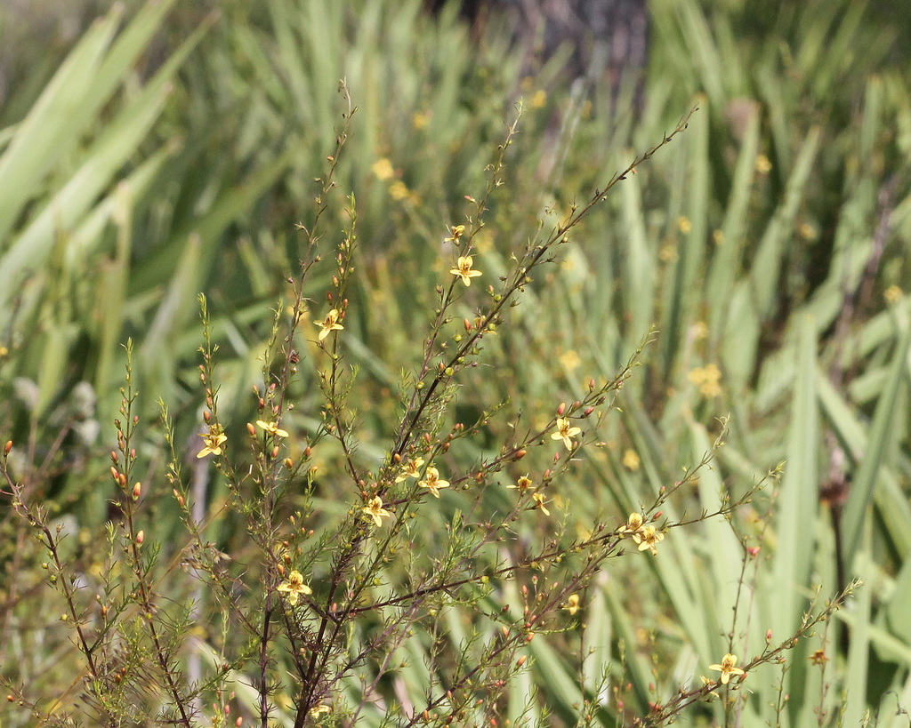 Yaupon Blacksenna (Seymeria cassioides) - Botanical Realm