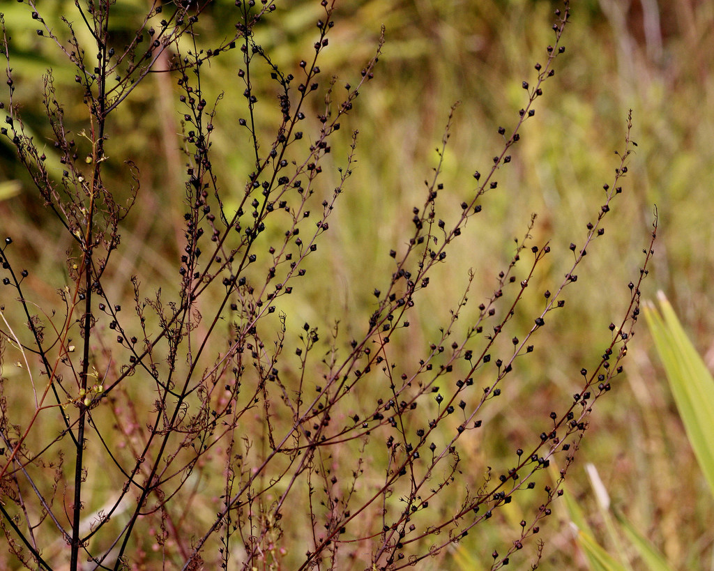 Yaupon Blacksenna (Seymeria cassioides) - Botanical Realm