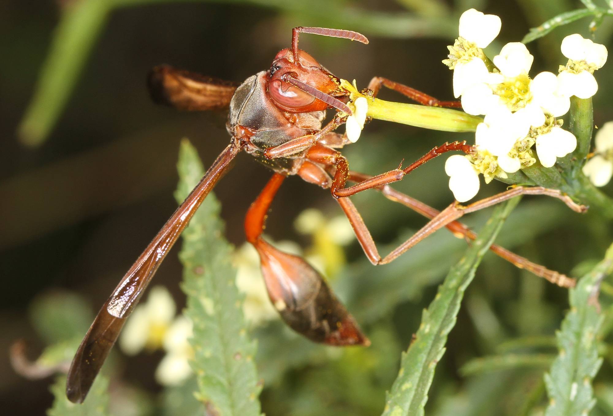 Belonogaster juncea (Fabricius, 1781)
