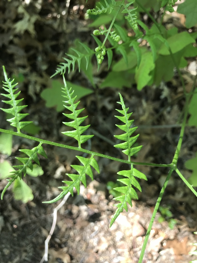 common bracken from Massapequa Preserve, Massapequa, NY, US on May 26 ...