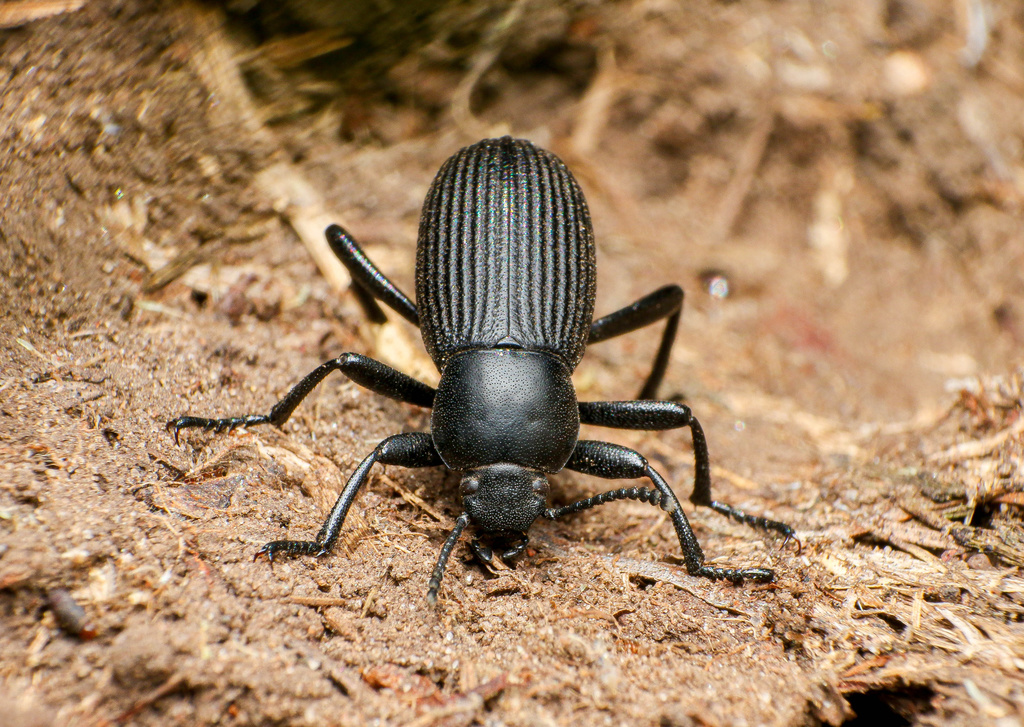 (Eleodes carbonaria) (Darkling Beetles of the United States) · iNaturalist