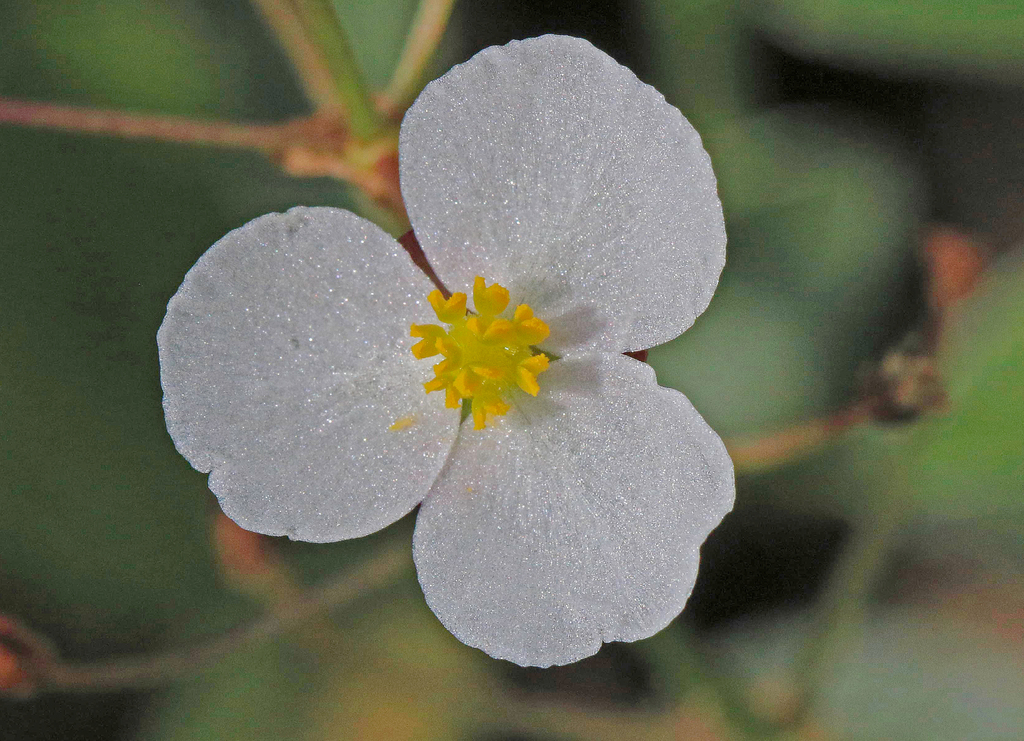 Grass-leaved Arrowhead (Noxious Weeds of Washington State ...