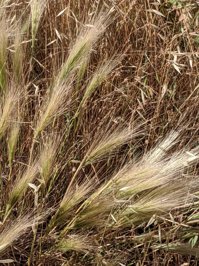 Foxtail Barley from Livermore, CA 94551, USA on May 26, 2020 at 09:44 ...