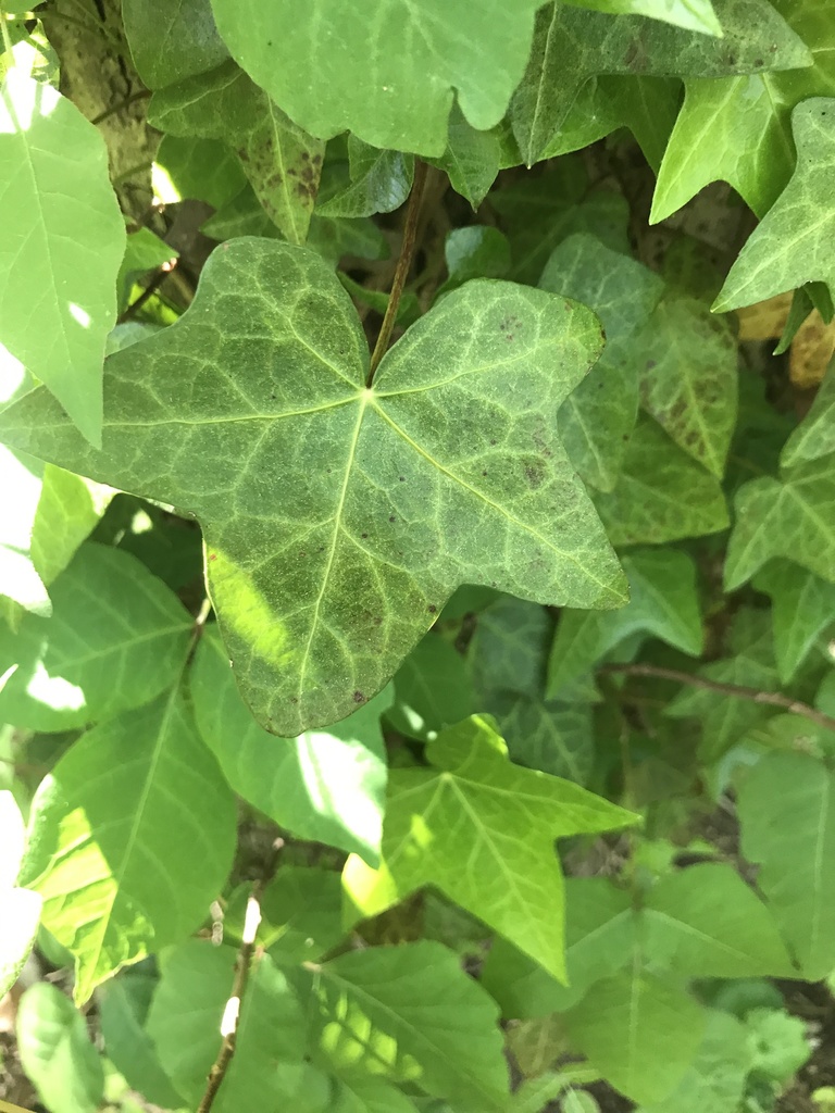 common ivy from Massapequa Preserve, Massapequa, NY, US on May 26, 2020 ...