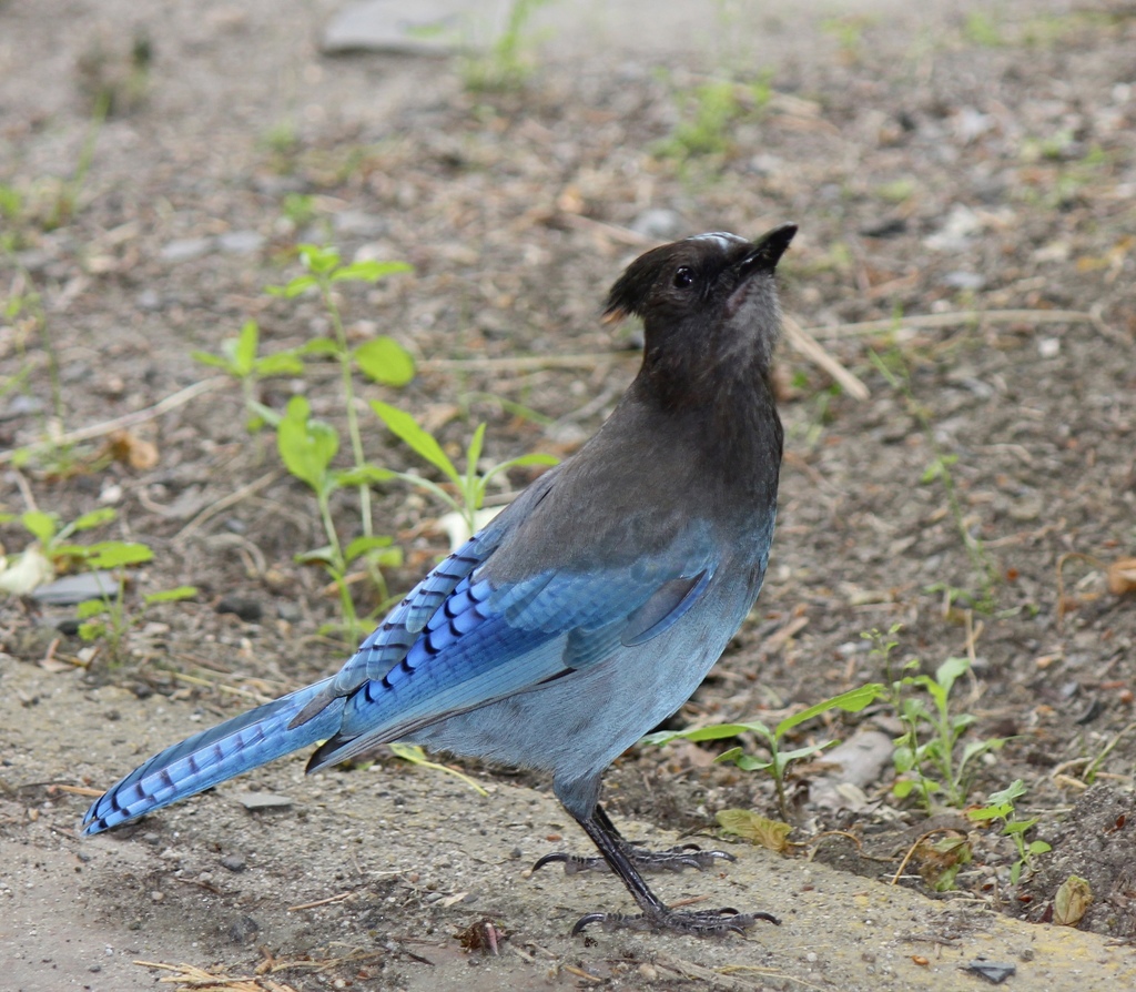 Steller's Jay from Yosemite Valley, CA 95389, USA on June 28, 2011 at ...