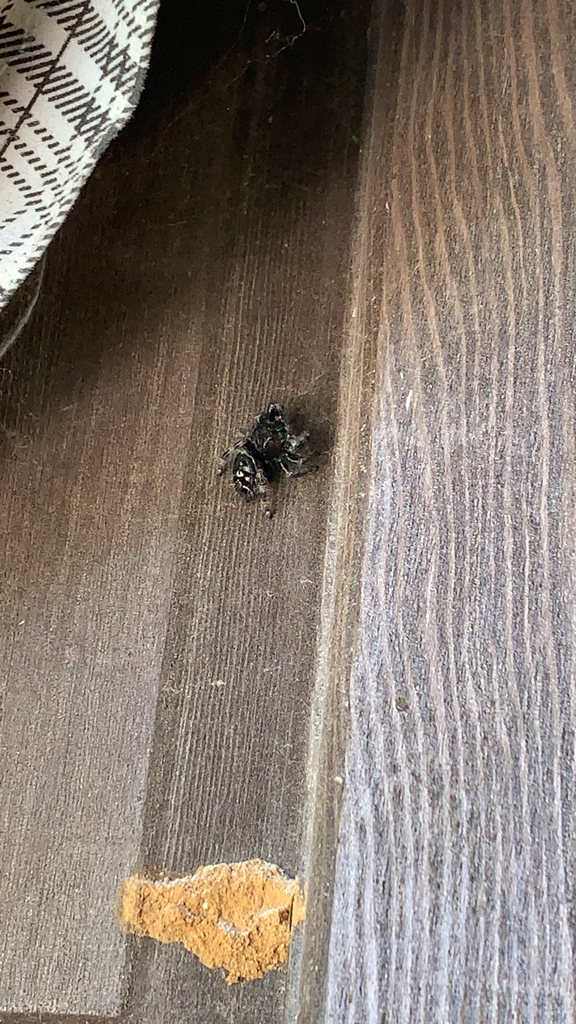 Bold Jumping Spider from Violet Hill on May 26, 2020 at 09:31 PM by ...