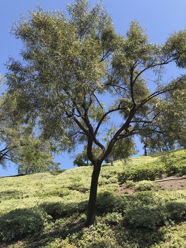 african sumac (Searsia in southern Africa) · iNaturalist
