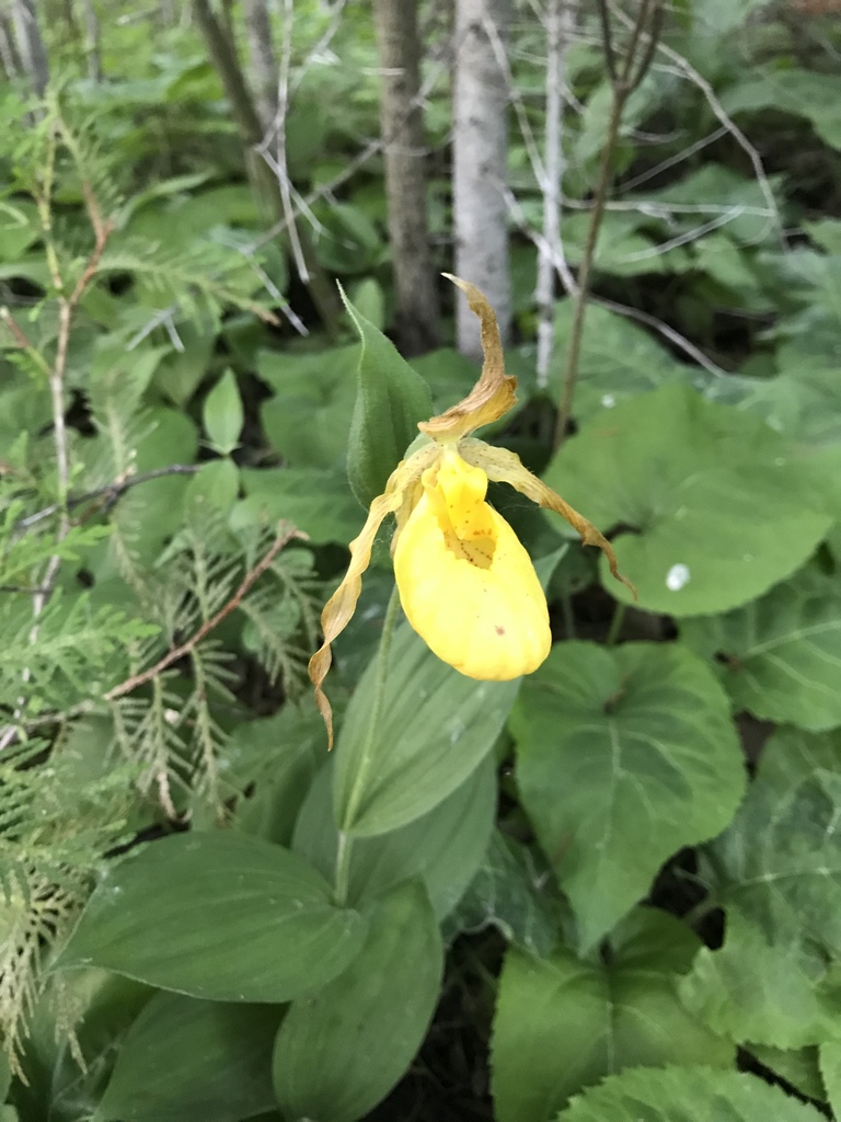 yellow lady's slipper in June 2019 by gman37212 · iNaturalist