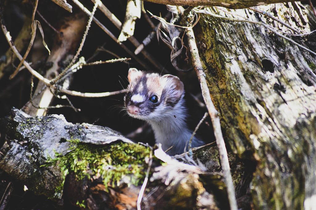 Long-tailed Weasel from Chisago County, MN, USA on April 24, 2020 at 02 ...