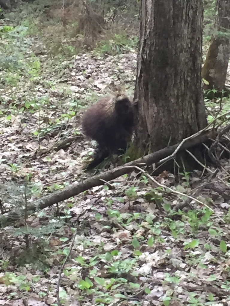 North American Porcupine from Ottawa National Forest, Pelkie, MI, US on ...