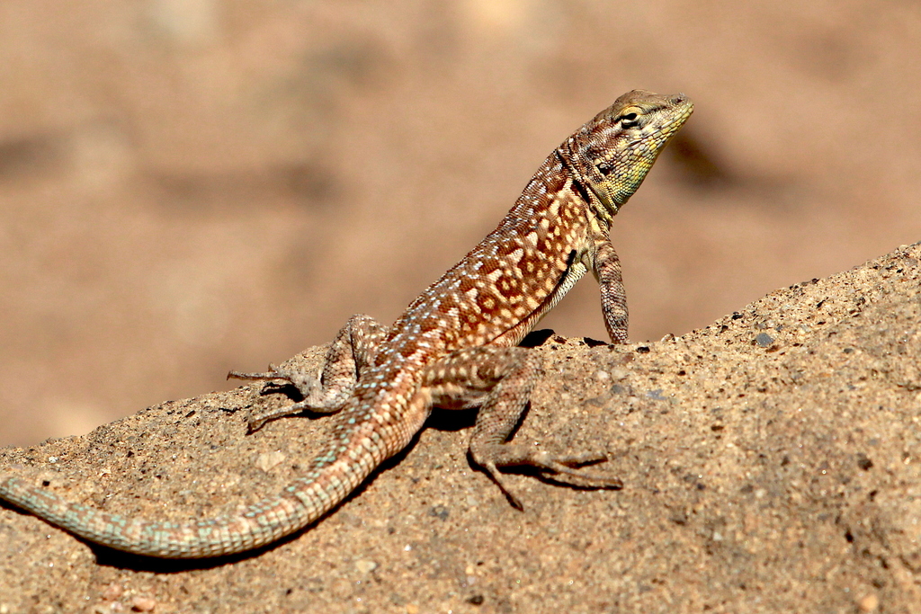 Western Side-blotched Lizard (Uta stansburiana elegans) - Snakes and ...