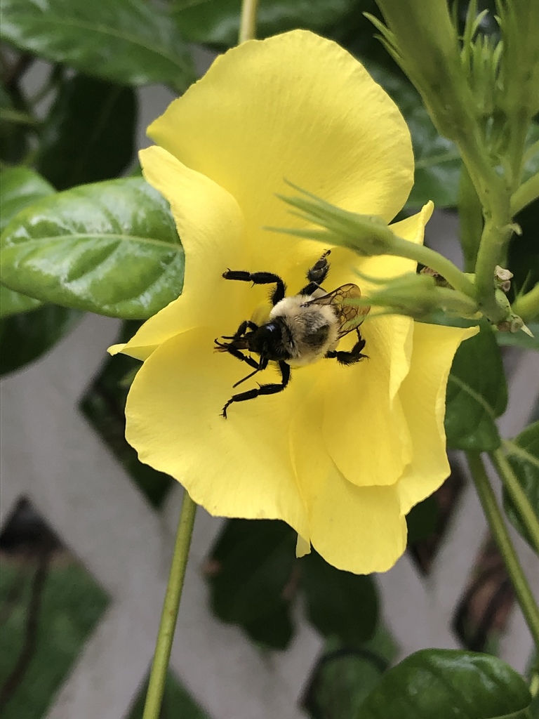 Common Eastern Bumble Bee from Pawstand Rd, Kissimmee, FL, US on May 26 ...
