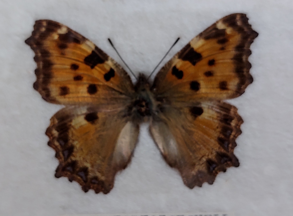 Large Tortoiseshell from Çankaya, 06690 Çankaya/Ankara, Turkey on June ...
