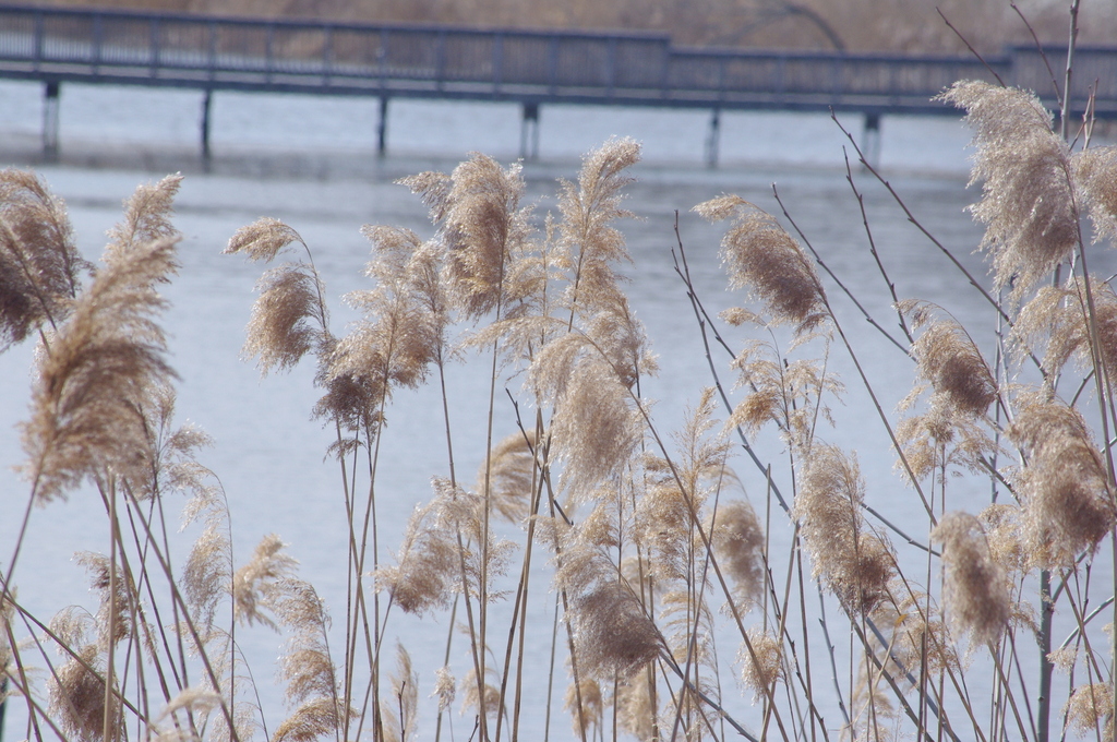 common reed from John Heinz National Wildlife Refuge at Tinicum on ...