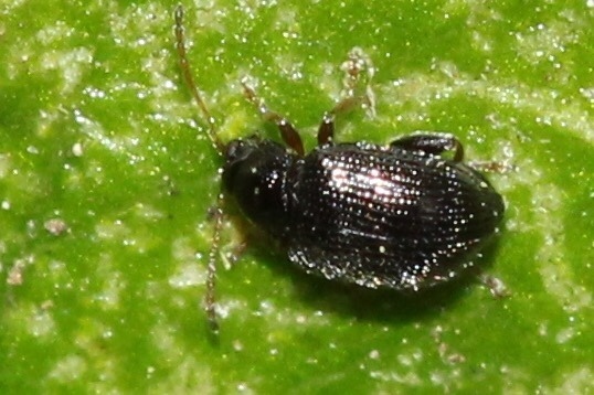 Potato Flea Beetle in April 2017 by Sequoia Janirella Wrens · iNaturalist