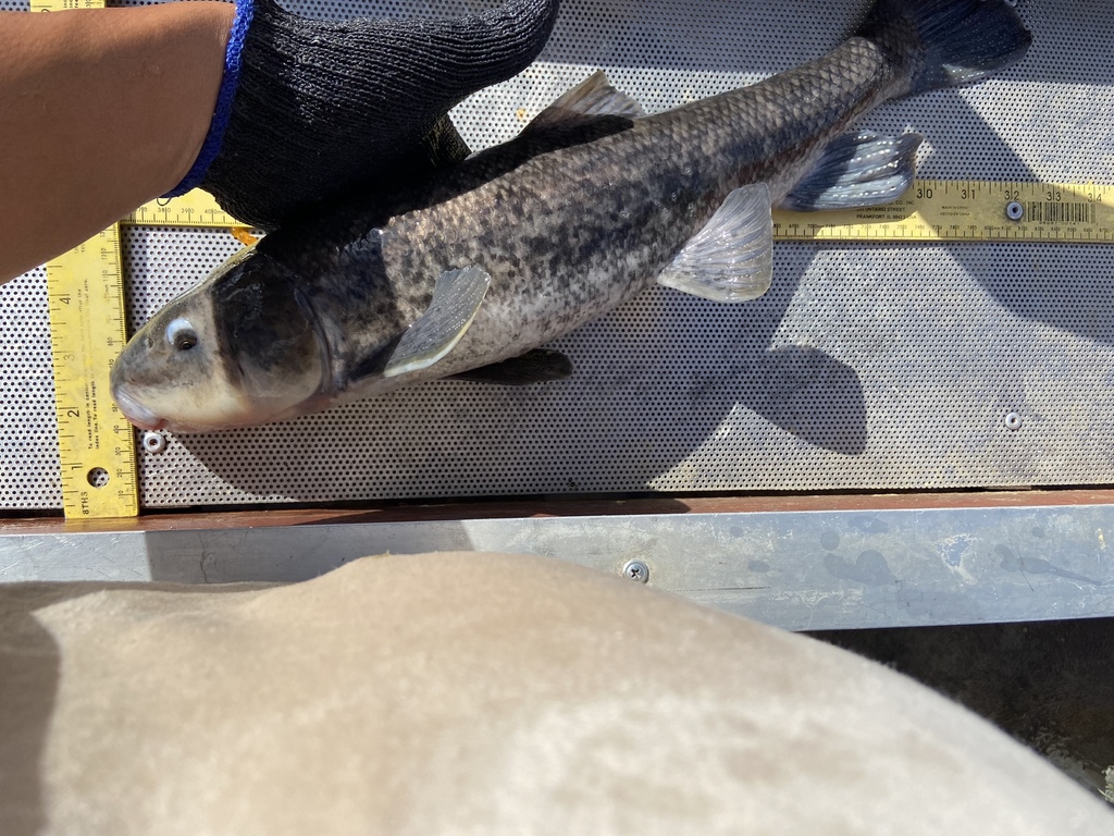 Cui-ui (Chasmistes cujus) - Marine Life Identification