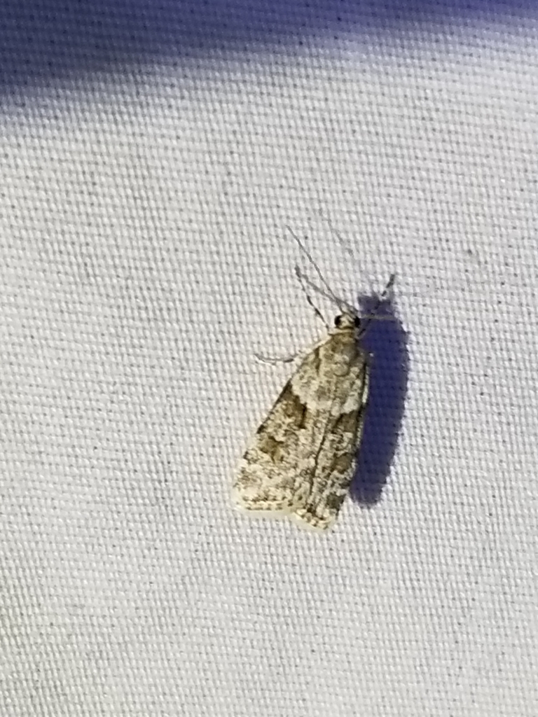 Double-striped Scoparia Moth from Savage, MD, USA on May 26, 2020 at 09 ...