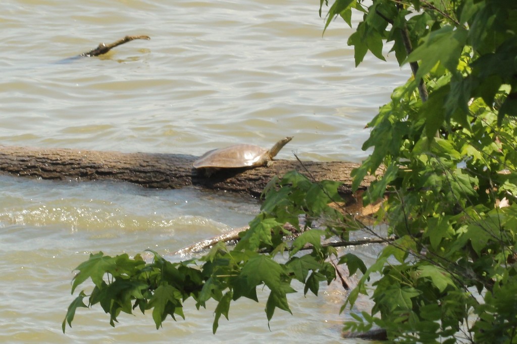 Midland Smooth Softshell Turtle in May 2020 by Jance S Carter · iNaturalist