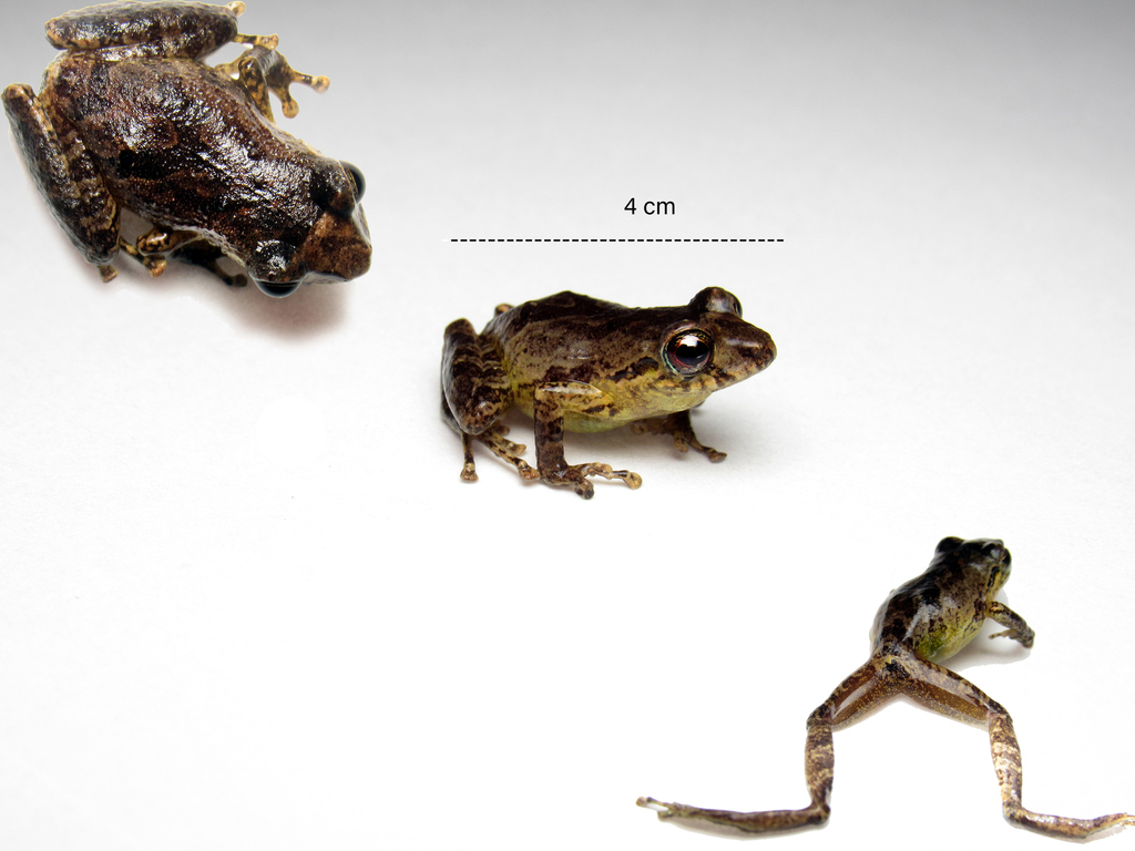 Pristimantis taeniatus (Herpetofauna de Guantiva, La Rusia Iguaque ...