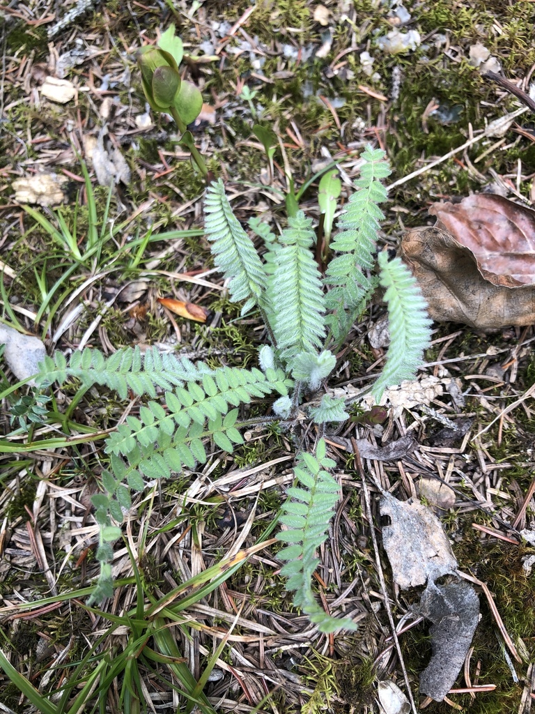 Nodding Locoweed from Fish Creek Provincial Park, Calgary, AB, CA on ...