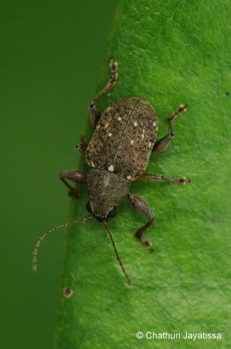 Hyperaxis albostriata · NaturaLista Colombia