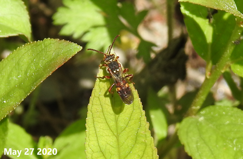 Nomada comparata · iNaturalist United Kingdom