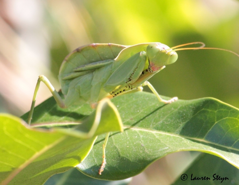 Rhomboderella from Tsangano, Tete, MZ on June 18, 2011 at 10:07 AM by ...