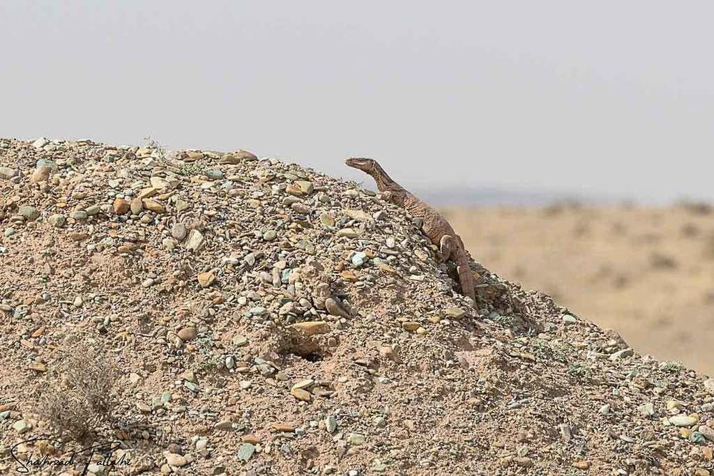 Caspian Monitor from Tehran Province, Iran on May 24, 2020 at 06:39 PM ...