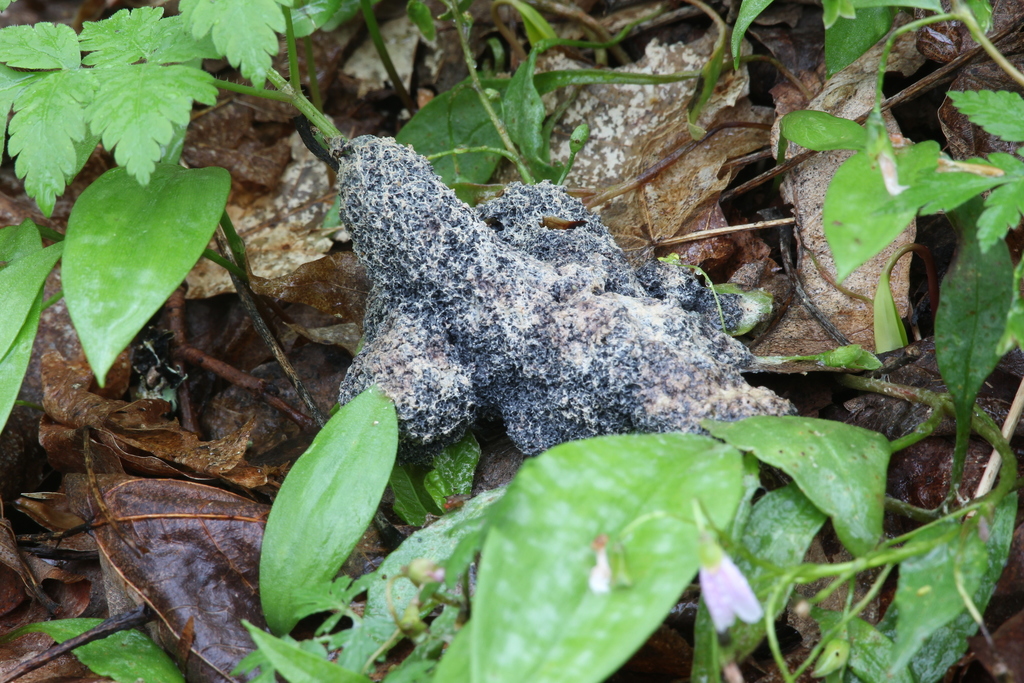 Fuligo intermedia from Cattaraugus County, NY, USA on April 29, 2017 at ...