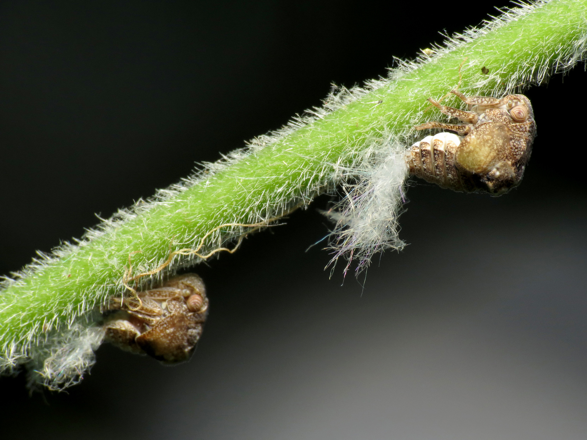 Wax “tails” enable planthopper nymphs to self-right midair and land on ...