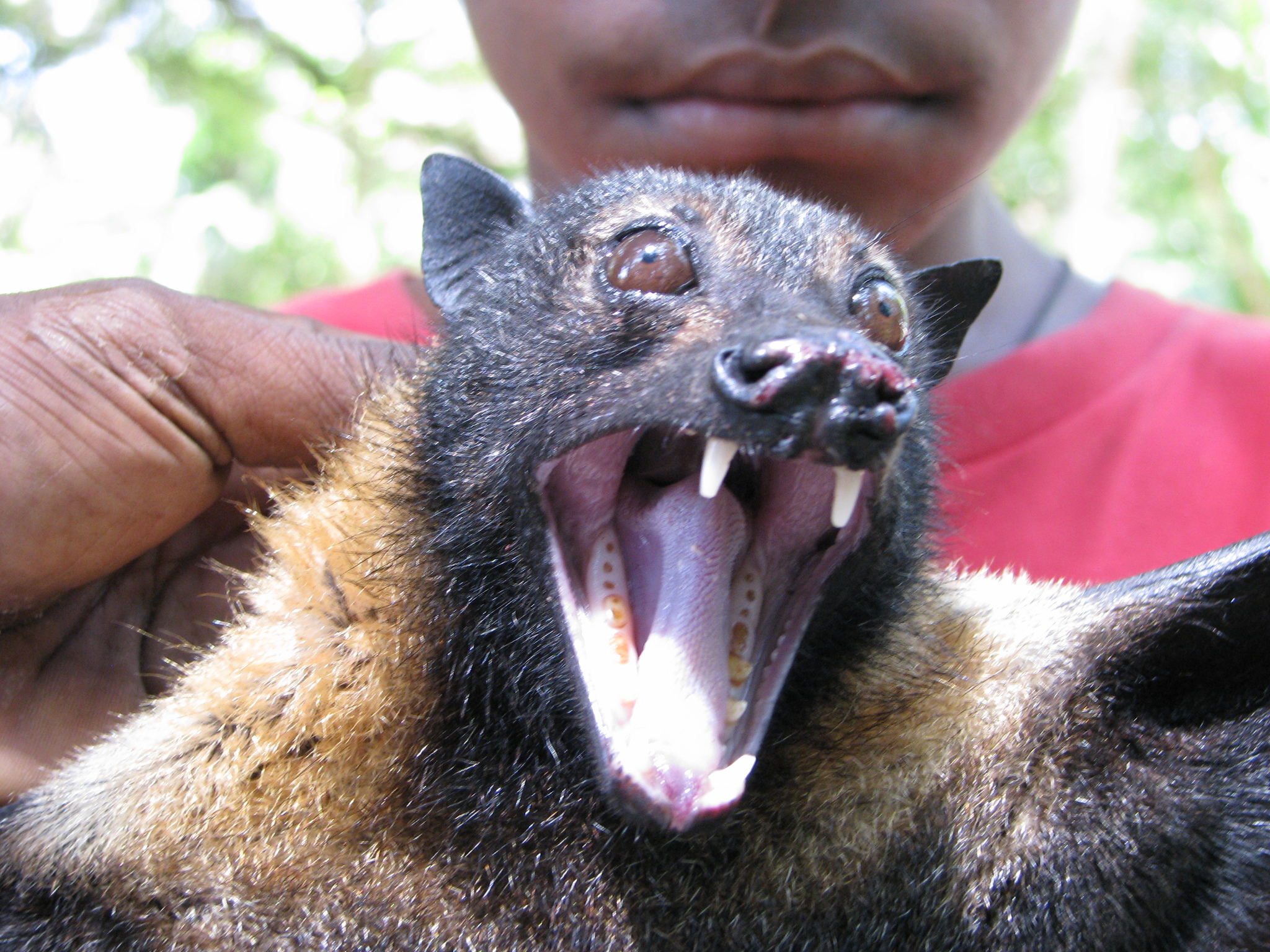 Zorro Volador Gigante Australiano Imágenes, De Pteropus, Fotos E