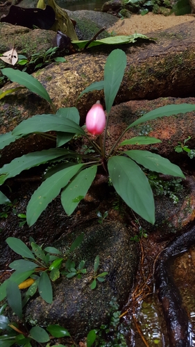 Genus Ooia · iNaturalist