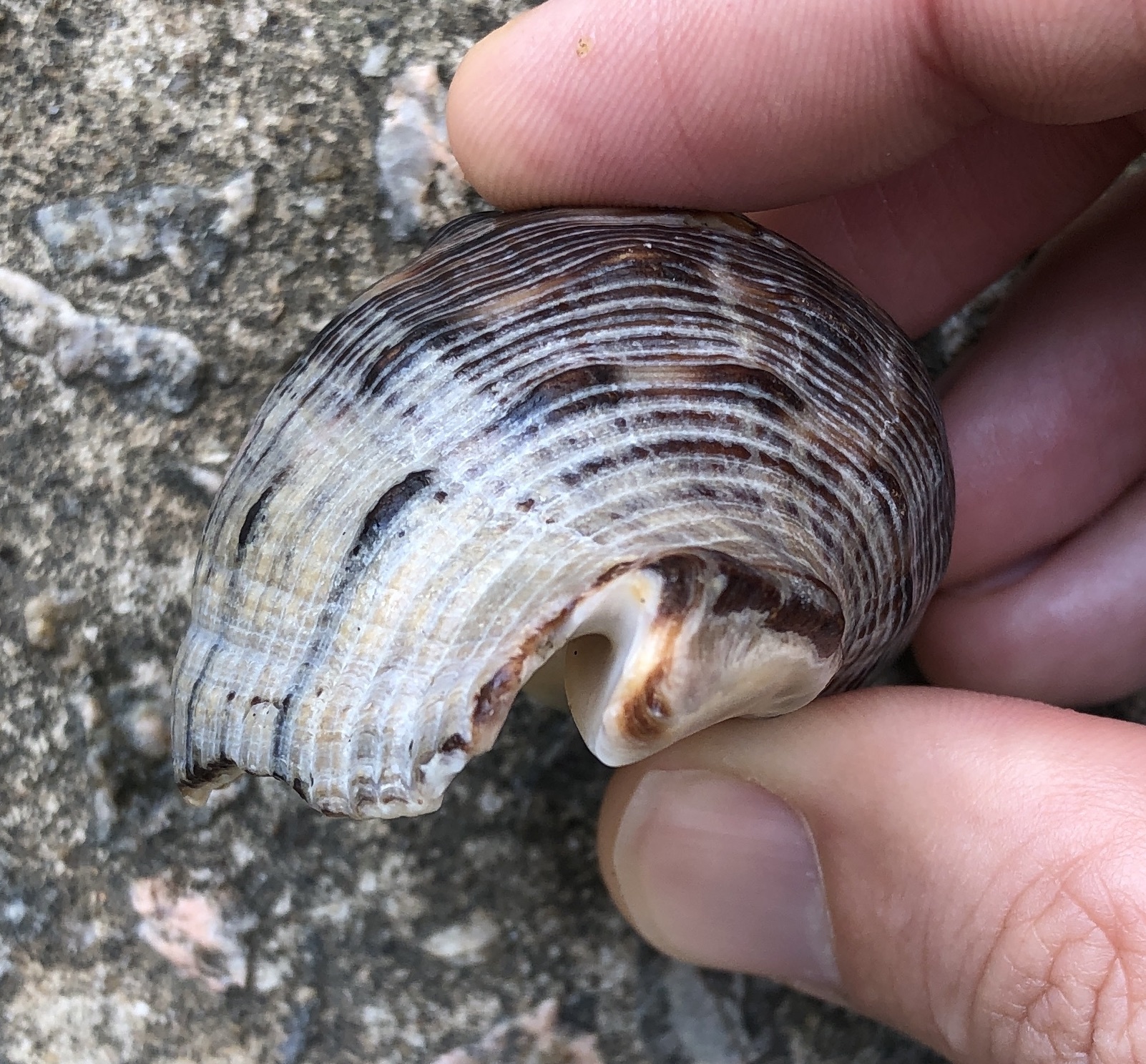 Purpura bufo Lamarck, 1822