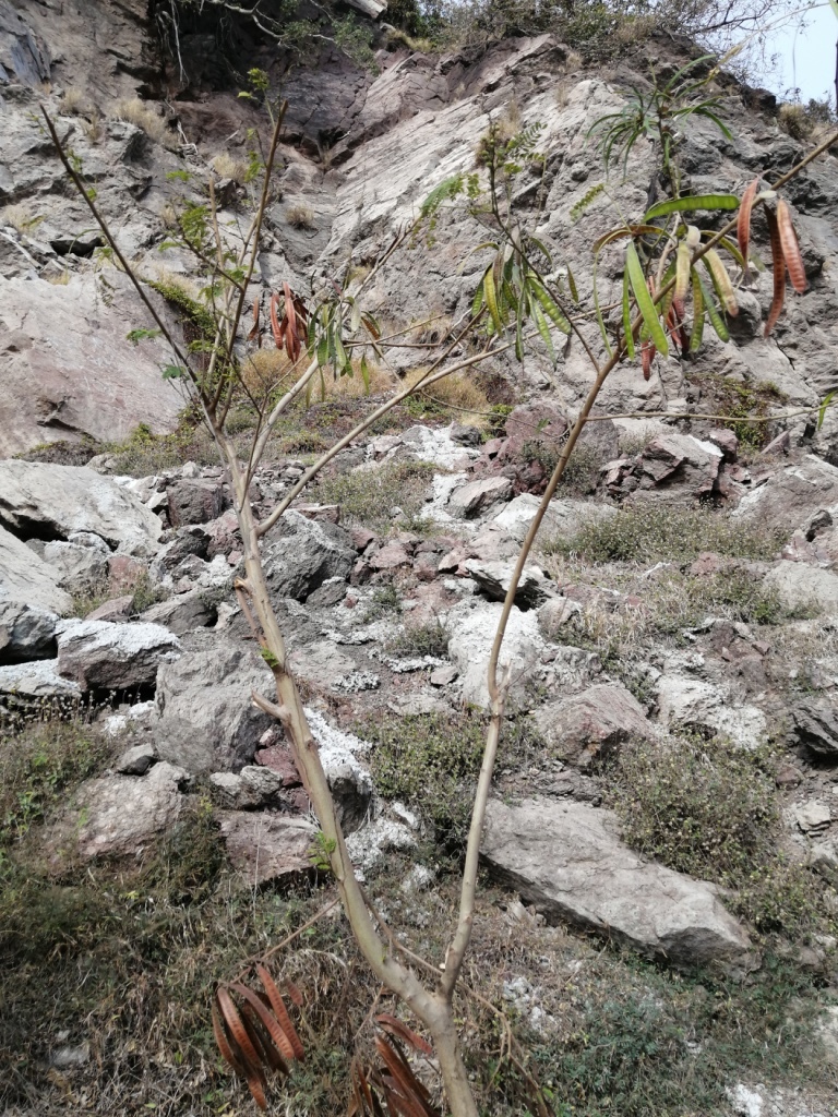 Leucaena lanceolata S.Watson