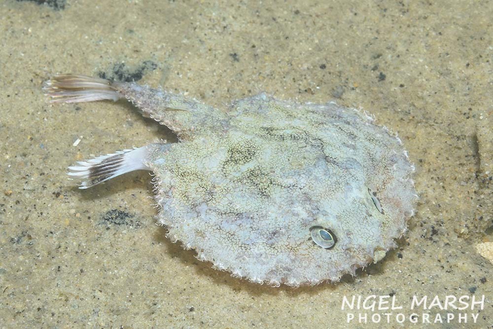 Batfishes (Ogcocephalidae) - Marine Life Identification