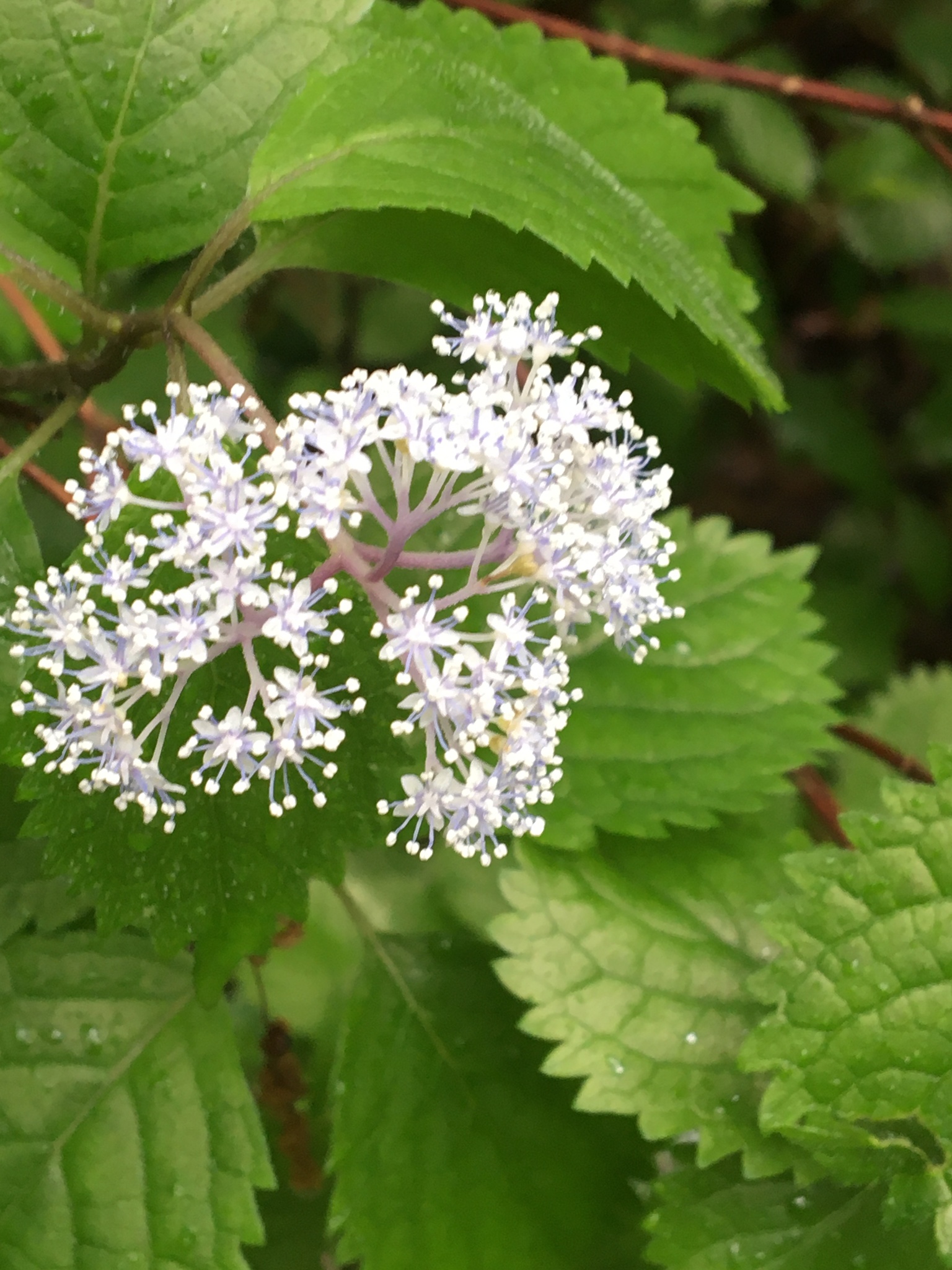 Hydrangea hirta (Thunb.) Siebold