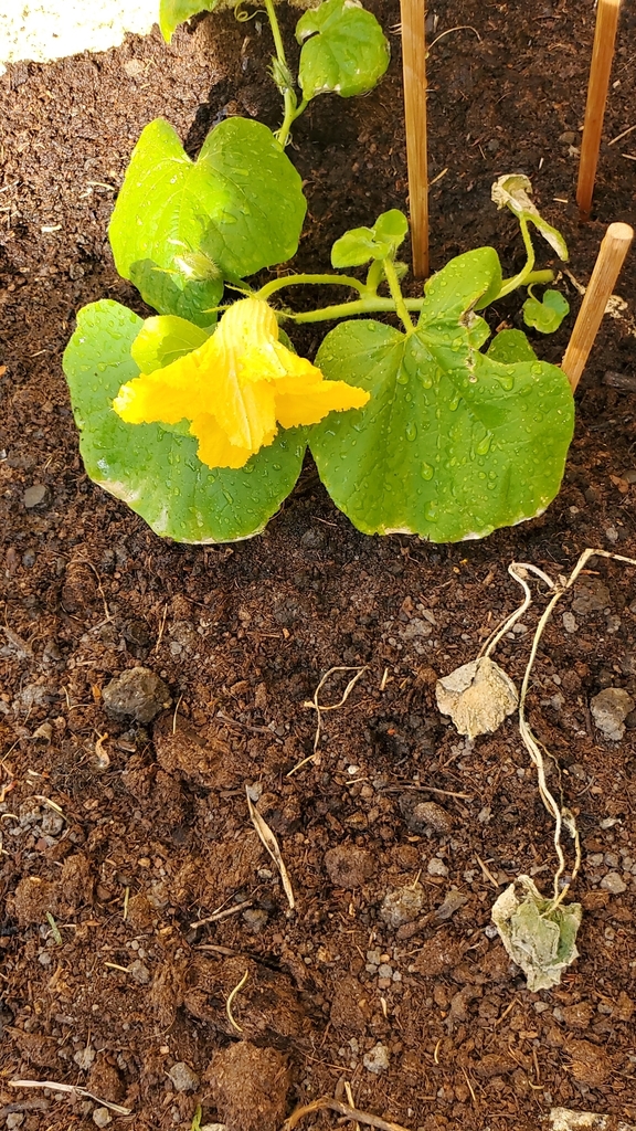 gourd family from Wattrelos on May 21, 2020 at 06:55 AM by zephirot ...