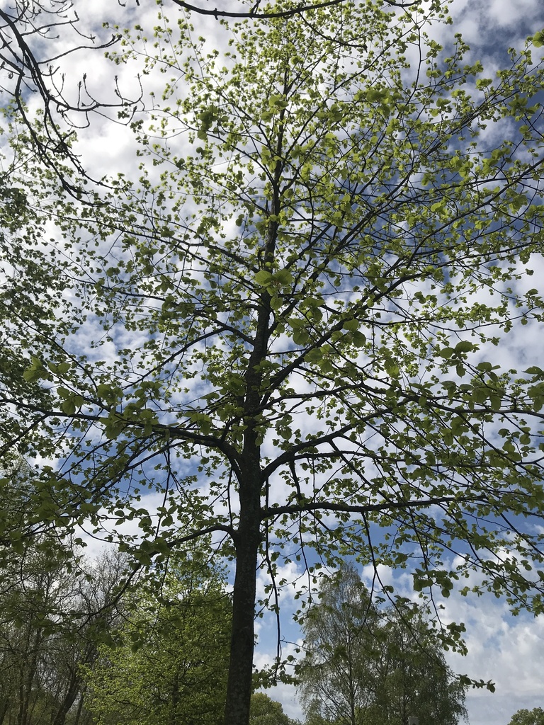 dicots from Samppalinna, Turku, Varsinais-Suomi, FI on May 27, 2020 at ...