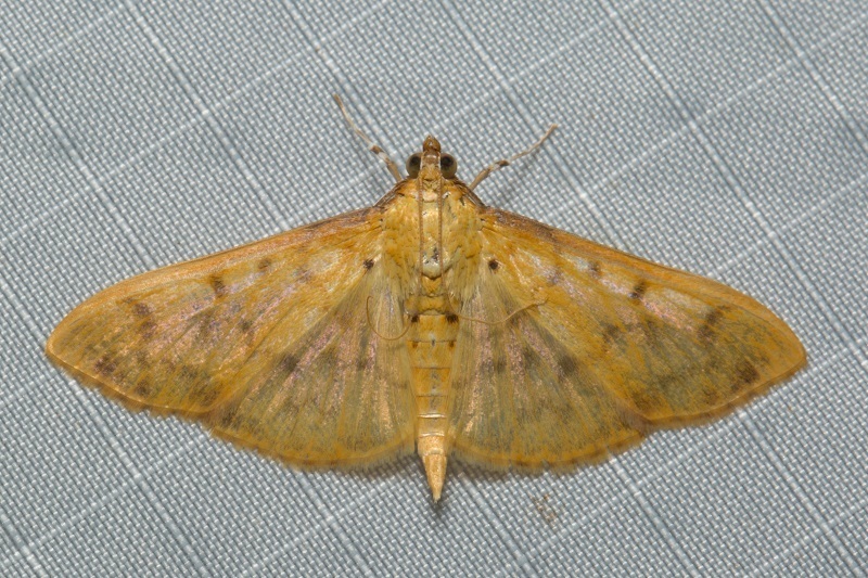 Patania from Mission Beach QLD 4852, Australia on July 4, 2018 at 09:38 ...