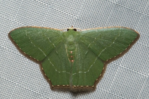 Hemithea wuka · iNaturalist United Kingdom